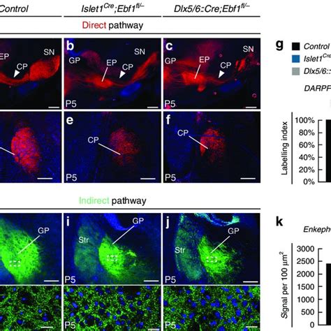 Ebf1 Conditional Inactivation Affects Direct Pathway Formation A C