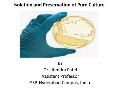 Isolation And Preservation Of Pure Culture Pptx