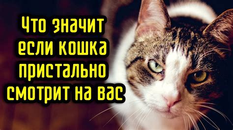 Что значит если кошка пристально смотрит на вас Youtube