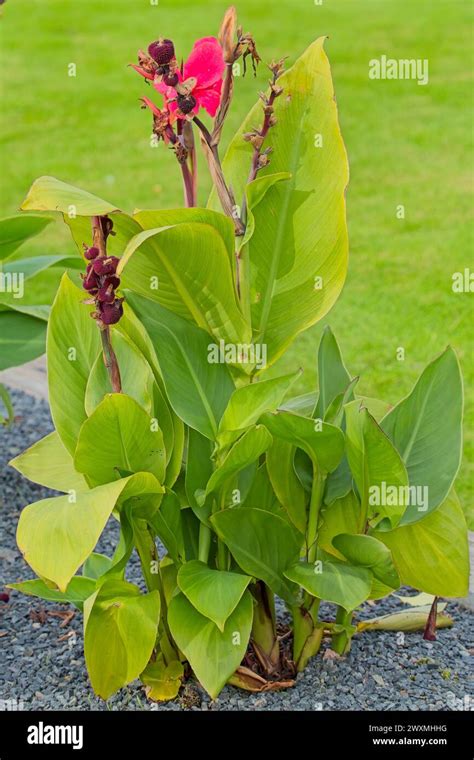 Closeup Of Canna Indica Commonly Known As Indian Shot African Arrowroot Edible Canna Purple