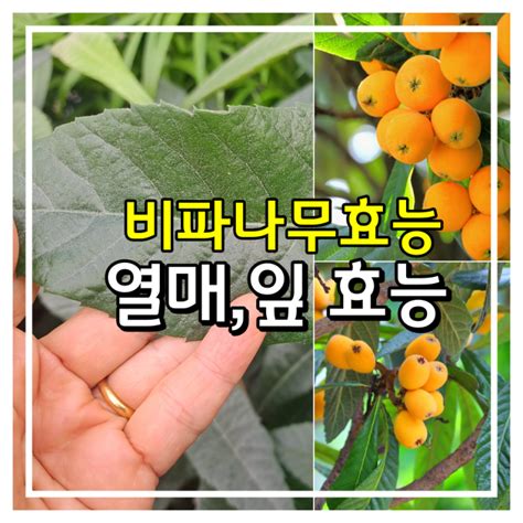비파나무키우기 비파효능 6가지 열매 잎효능 및 부작용 네이버 블로그