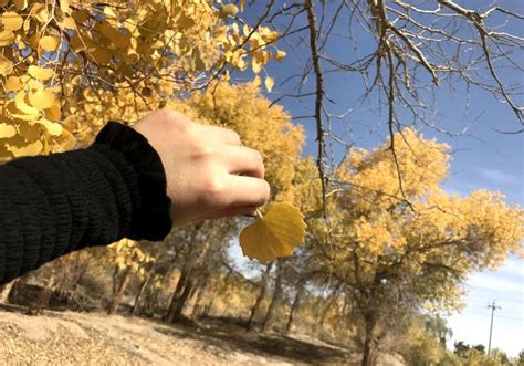 帶著鏡頭往北 額濟納旗的胡楊林 每日頭條