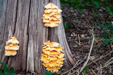 Common Tree Fungus Types Causes Preventing Infections
