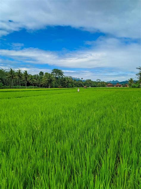 Indonesian Traditional Rice Farming Landscape Indonesian Rice Fields