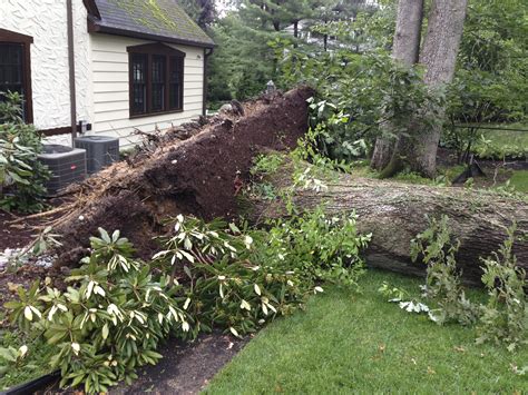 Tree Failure Investigations Tree Resolutions Trees Urban Forestry