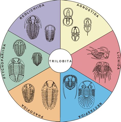 A Short Introduction To Trilobites Deposits Magazine
