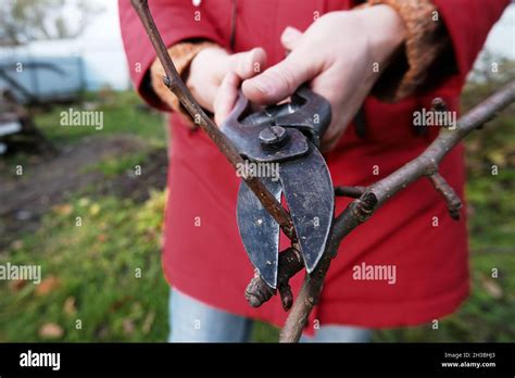 Woman Trimming Tree Branches Hi Res Stock Photography And Images Alamy