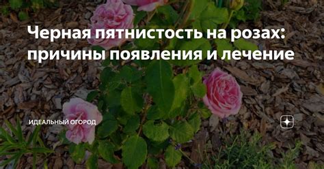 Черная пятнистость на розах причины появления и лечение Идеальный огород Дзен