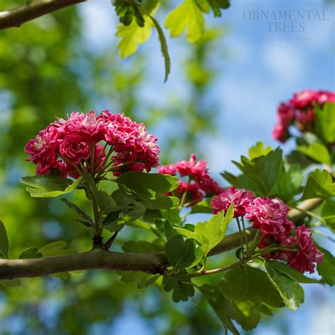 Hawthorn Trees For Sale Crataegus Maythorn Ornamental Trees