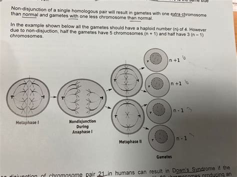 Dna And Genetic Diversity Flashcards Quizlet