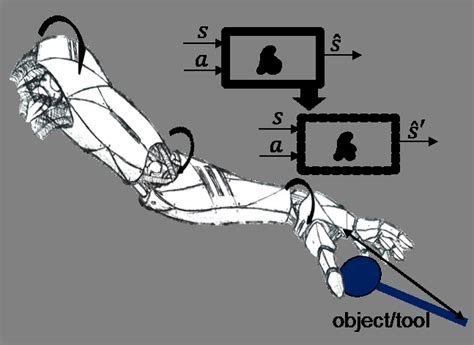 Learning The Body And Tool Extension From Sensorimotor Experience Download Scientific Diagram