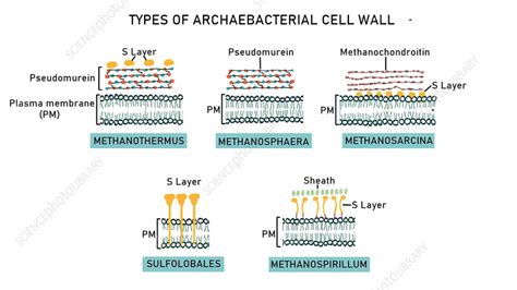 Archaea Cell Wall Chapter 26 Bacteria And Archaea