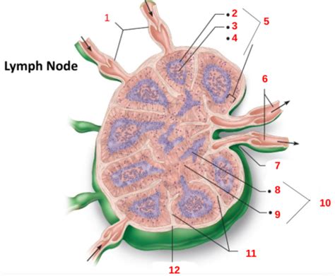 Anp 2 Lab Final Lymphatic System Part 2 Flashcards Quizlet