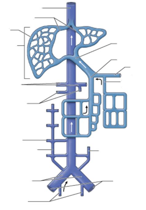 Diagram Of Portal System Quizlet