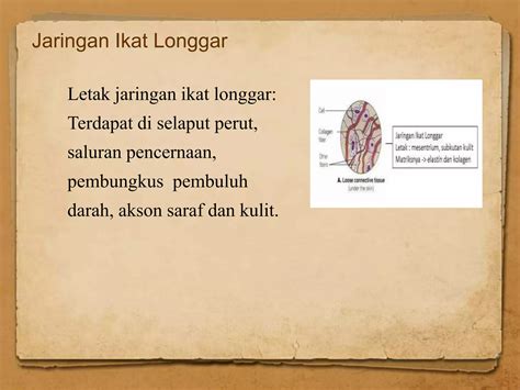 Jaringan Ikat Longgar Pptx