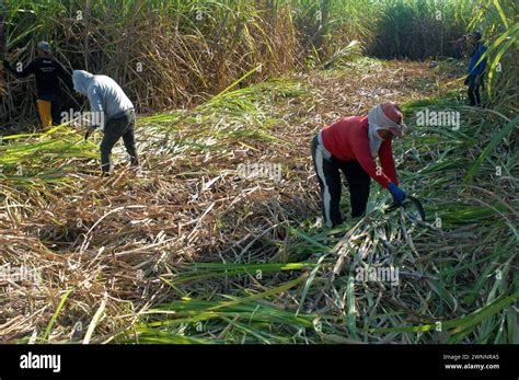 Sugar Cane Workers On A Local Sugar Cane Farm Near Cadiz City Negros