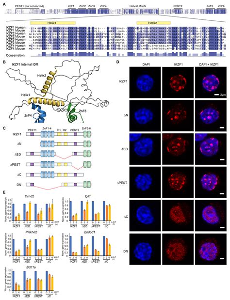 Conserved Helical Motifs In The Ikzf1 Disordered Region Mediate Nurd
