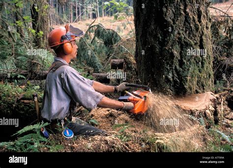 Lumberjack Cutting Down A Tree Stock Photo Alamy