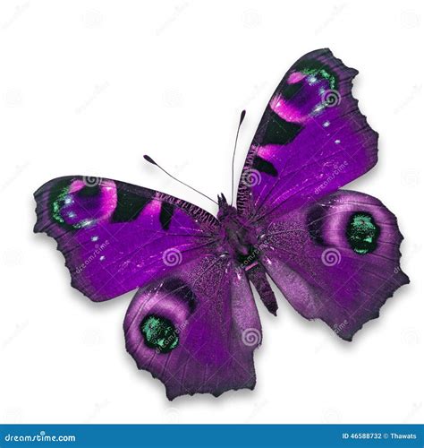 Black And Purple Butterfly
