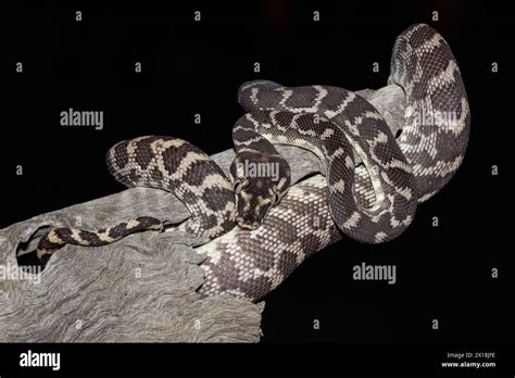 Rare Rough Scaled Python From Ther Kimberley Region Of Western