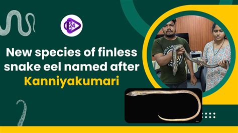 New Eel Species Apterichtus Kanniyakumari Found In Tamil Nadu