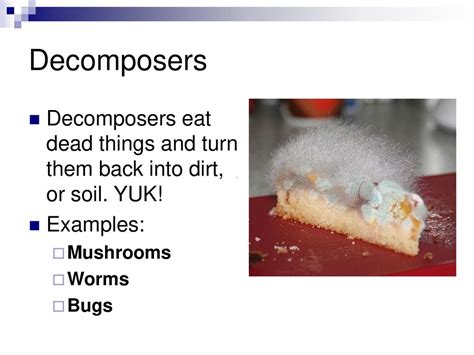 Producers Consumers Decomposers Ppt Download