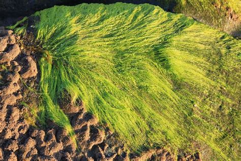 How To Control Hair Algae Nuisance Algae Control Algaebarn