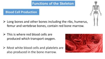 AQA GCSE PE The Skeletal System Inspire And Educate By Krazikas