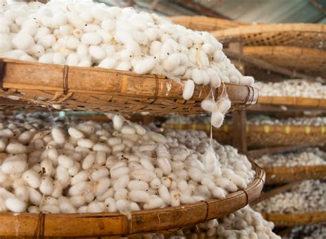 Silkworm Critterfacts