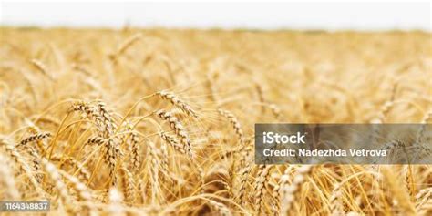 밀 밭 황금 밀의 귀가 닫힙니다 아름다운 자연 일몰 풍경입니다 초원 밀 필드의 숙성 귀의 배경 복사 공간 풍부한 수확 개념배너 벽지 가을에 대한 스톡 사진 및 기타 이미지