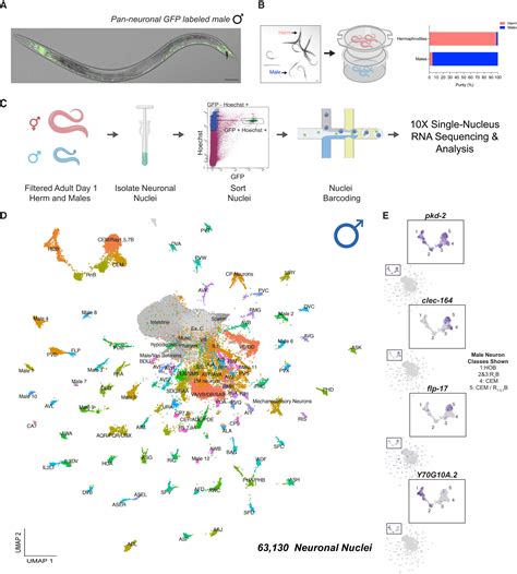 Single Nucleus Neuronal Transcriptional Profiling Of Male C Elegans Uncovers Regulators Of Sex
