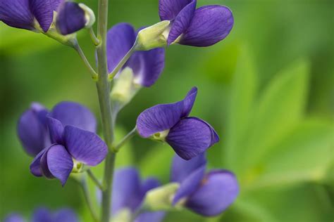 How To Grow False Indigo Baptisia Gardeners Path