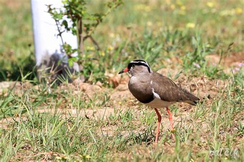 Crowned Lapwing Wildlife Den South African And Australian Wildlife