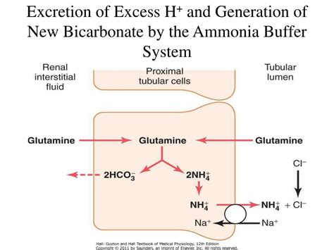 Renal Buffer System