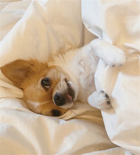 장모치와와 제리 강아지 책임분양 ♥분양완료 강아지무료분양 고양이무료분양 유기견입양 아이조아요양보호소