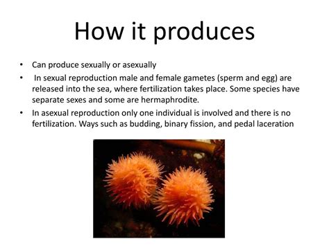 Ppt Brooding Anemone In Puget Sound Powerpoint Presentation Free Download Id1946308