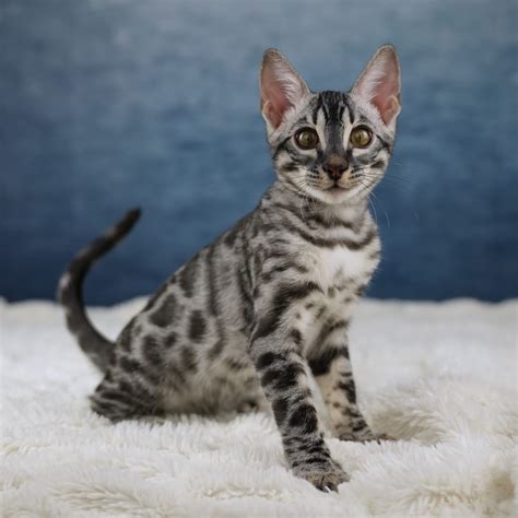 Silver Bengal Cat Facts And Kittens Minnesota Breeder