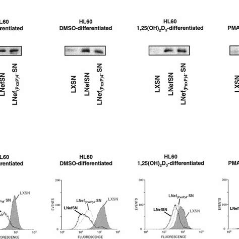 Nef Expression And Nef Induced Cd4 Down Regulation In Hl60 Cells Hl60 Download Scientific