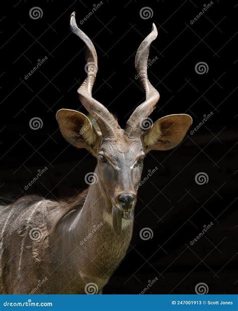 Kudu Antelope With Twisted Antlers Stock Image Image Of Large