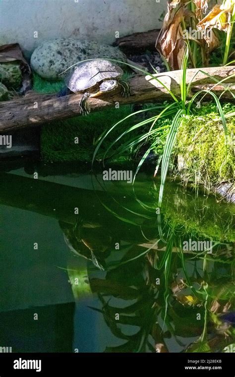 Close Up Of A Red Eared Slider In A Beautiful Green Environment The