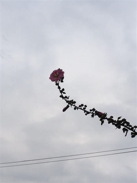 Svetlozara Kabaktchieva Никога не съм се имала за майка орлица а странно защо сега мисля за