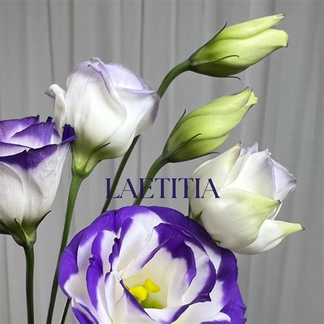 라이티티아플로 🌸 유스토마eustoma 또는 리시안셔스 🌸 나라별로 다양한 의미와 상징을 담고