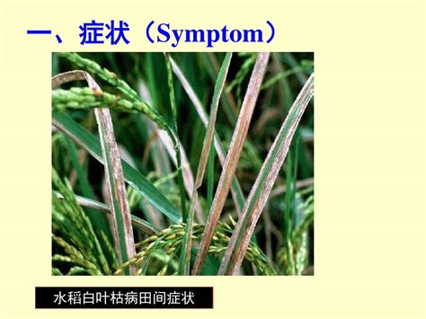 水稻白叶枯病word文档在线阅读与下载免费文档