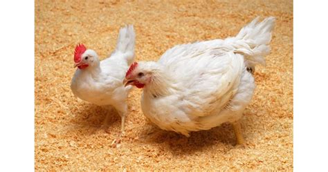 Ключова стъпка към получаването на домашни птици устойчиви на птичи грип Български Фермер