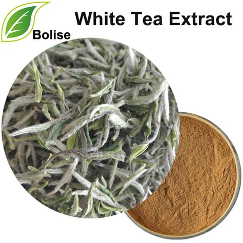 White Tea Extract Suppliersmanufacturersexporters From Bolise