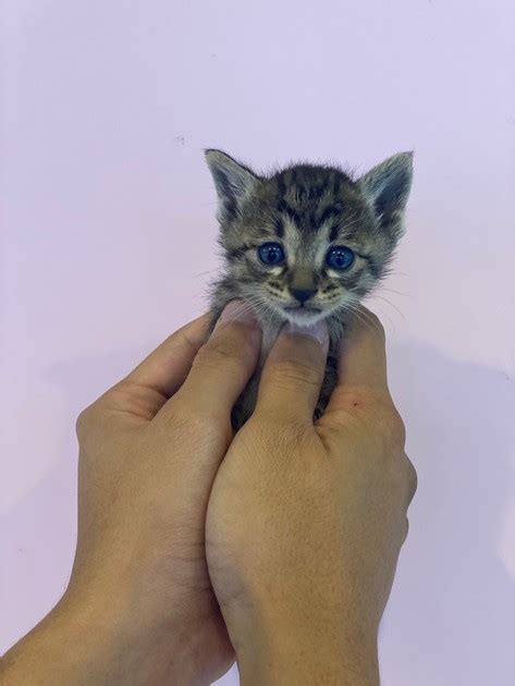 대구고양이무료분양 달성군고양이무료분양 대구코리안숏헤어무료분양 달성군코리안숏헤어무료분양 대구 2021 0388 코리안숏헤어 나라 책임분양 강아지무료분양 고양이무료분양