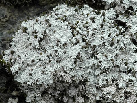 Lichen Gallery Lepraria Lepraria Borealis Nika4375