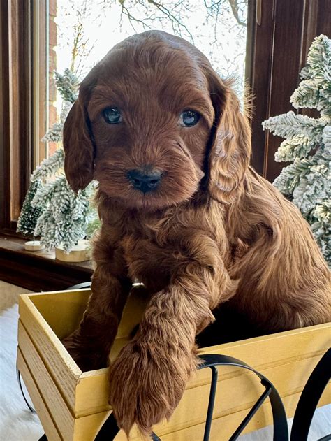 Chestnut Cavapoo Puppy 💙 Sold Precious Pups Usa