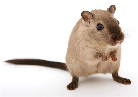 Rat Removal Wildlife Removal Services Of South Florida