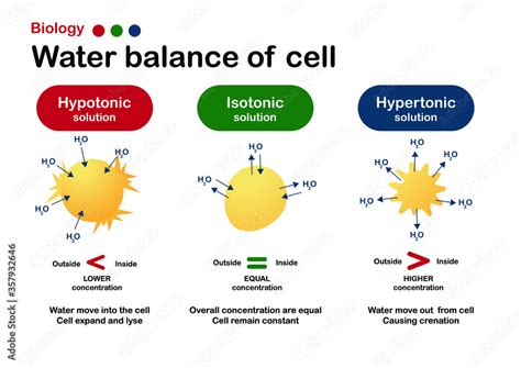 Hypotonic Hypertonic And Isotonic Diagram Sexiezpix Web Porn